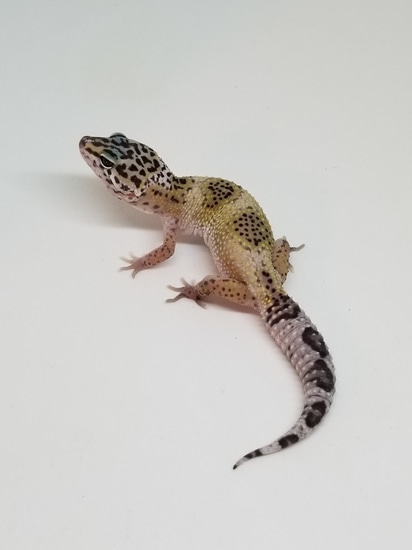 MOVING SALE! Godzilla Line Mack Snow Hypo 100% Het White Knight Leopard ...
