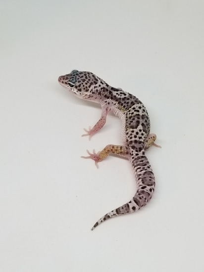 Mack Snow Lavender Akoya (Black Night/Black Pearl) 66% Het Murphy's ...