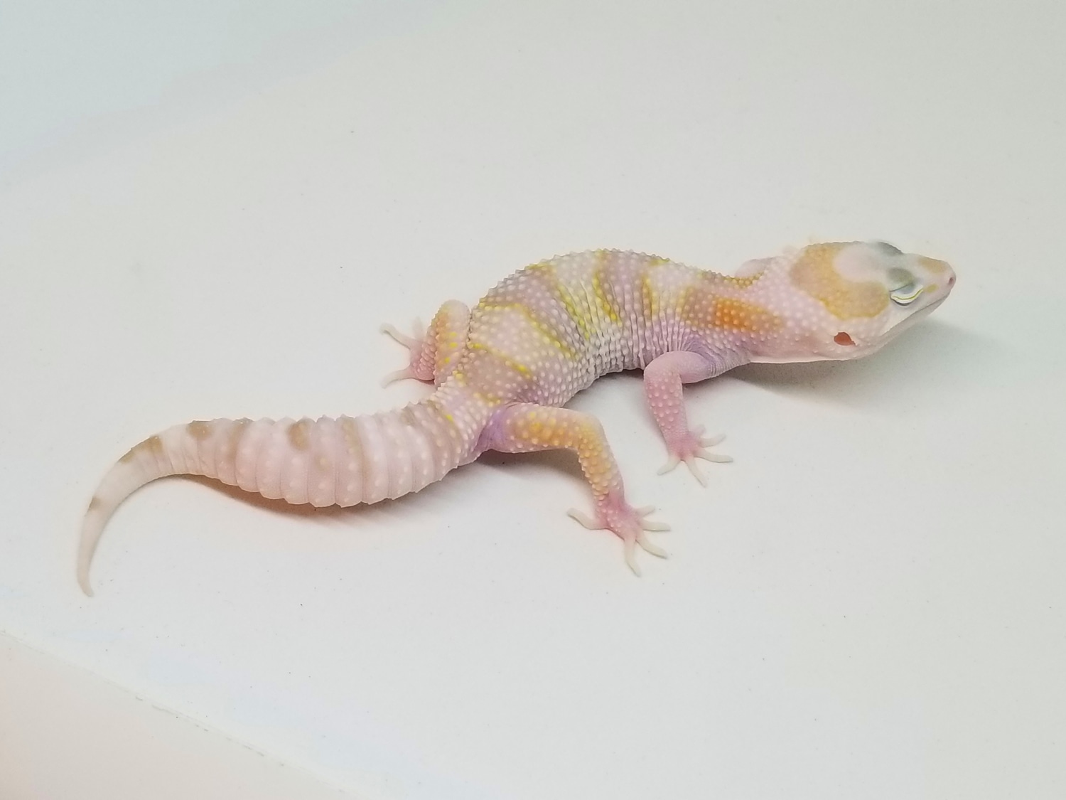 Mack Snow W/Y Bold High-Contrast Tangerine Tremper Black Night Cross ...