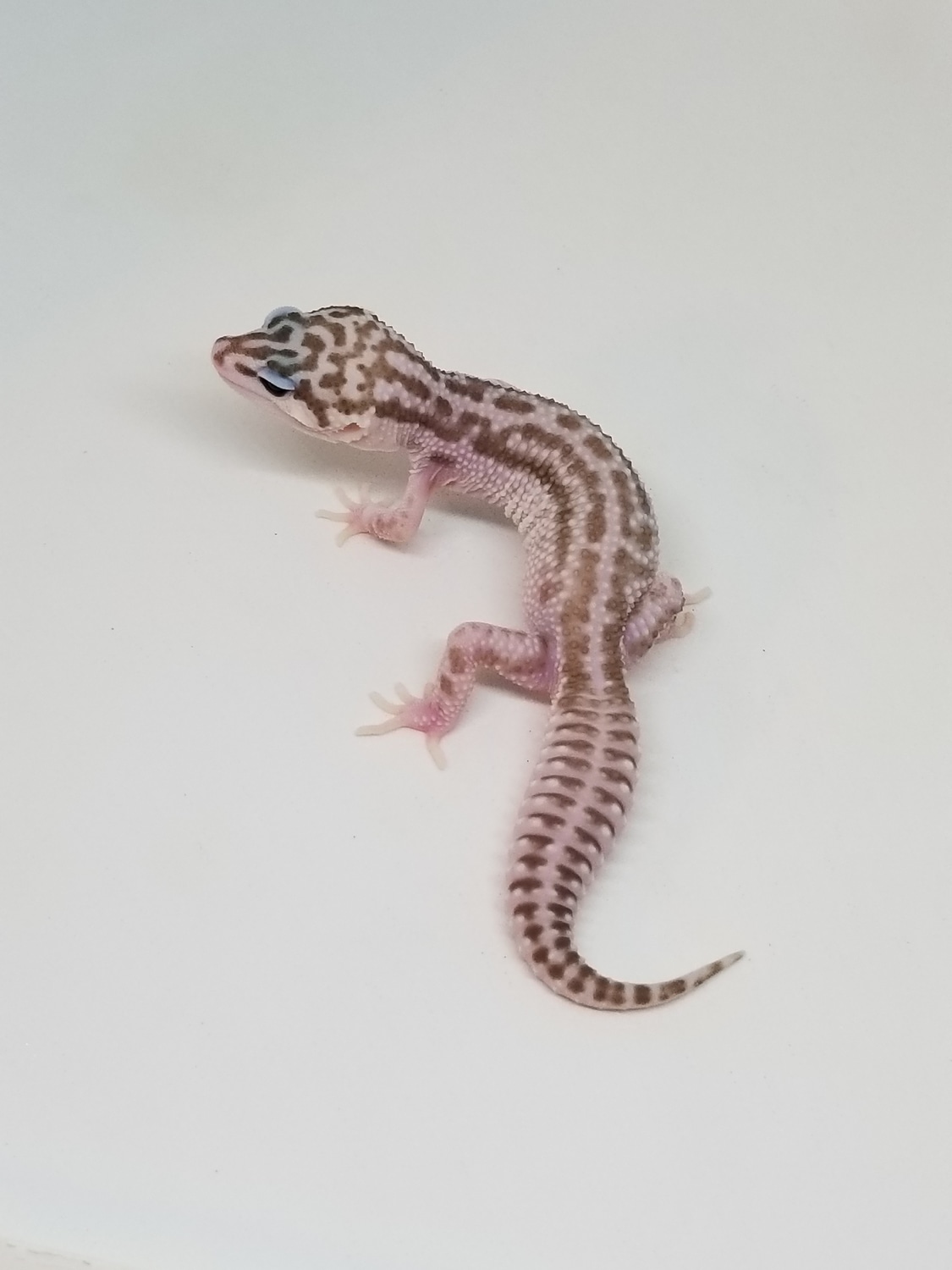 MOVING SALE! Super Snow Tremper Eclipse (No Known Hets) Leopard Gecko ...