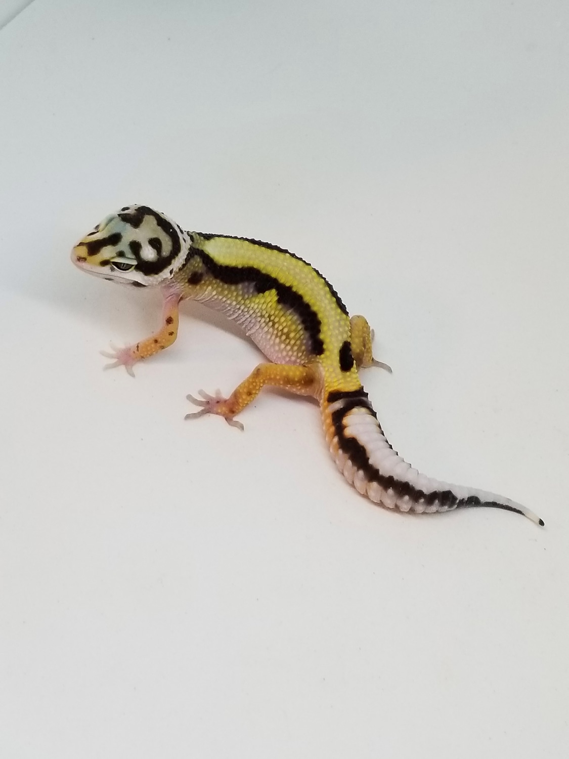 MOVING SALE! Bold Stripe Poss. Het Bell And Eclipse Leopard Gecko by ...