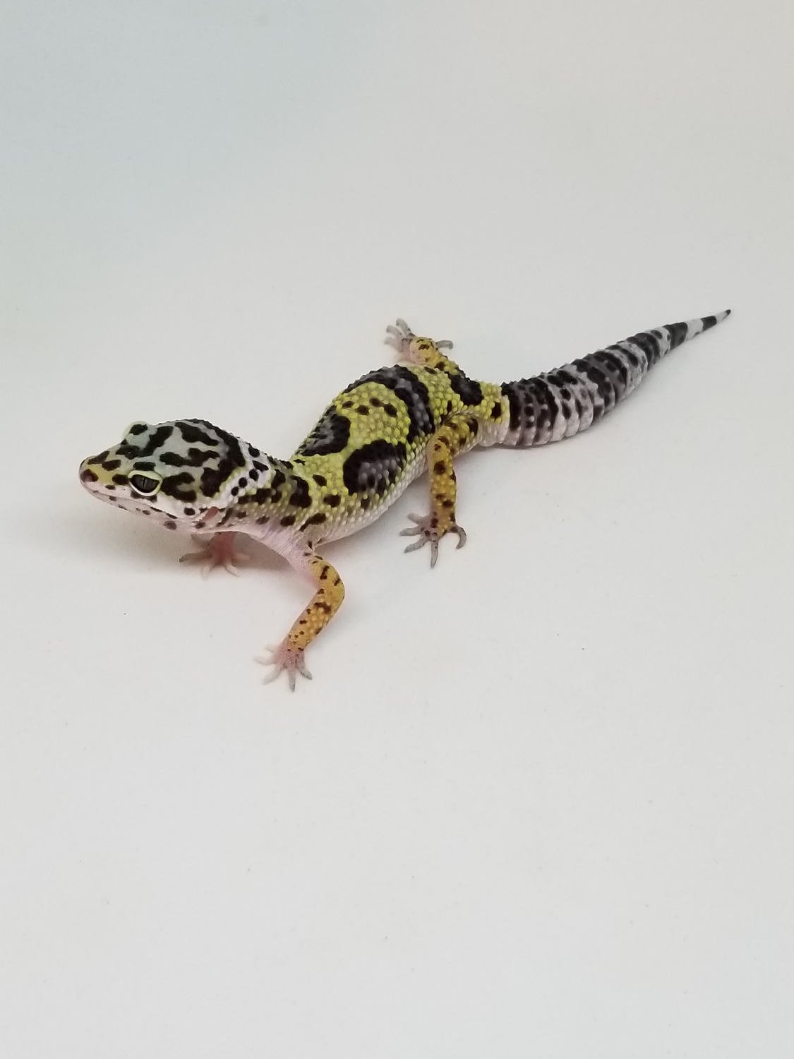 MOVING SALE! Akoya (Black Night/Black Pearl) 66% Het Murphy's ...