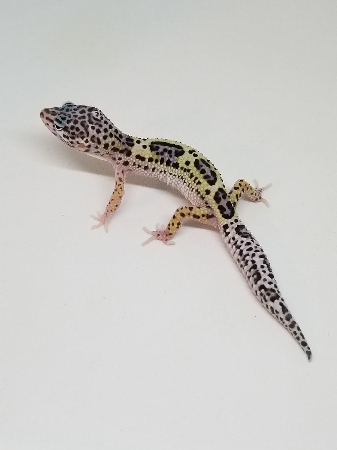 TSF (ZERO LINE) Mack Snow W/Y Lavender Bold Stripe Cross Akoya (Black ...