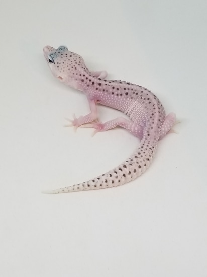 PET - ONLY Leopard Gecko by Victorian Geckos