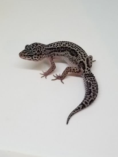 Akoya (Black Night/Black Pearl) Mack Snow Bold Stripe 66% Het Murphy's ...