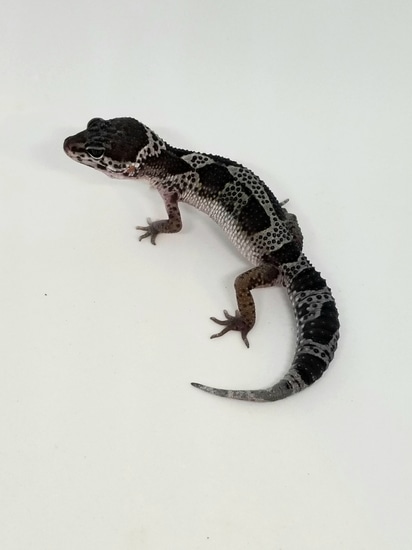 Mack Snow Akoya (Black Night/Black Pearl) Bold 66% Het Murphy's ...
