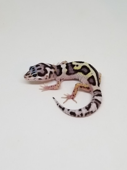 TSM Mack Snow Akoya (Black Night/Black Pearl) Bold 66% Het Murphy's ...