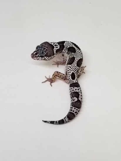 TSF Mack Snow Akoya (Black Night/Black Pearl) Bold 66% Het Murphy's ...
