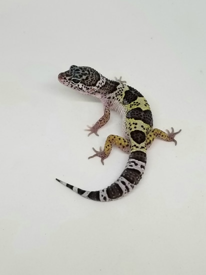 Mack Snow Akoya (Black Night/Black Pearl) Bold 100% Het Eclipse Poss ...