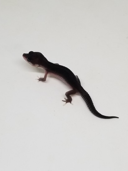 TSM Super Snow Akoya (Black Night/Black Pearl) Probable Murphy's ...