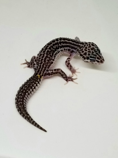 (GOTHIC LINE) Super Snow Akoya (Black Night/Black Pearl) 66% Het Murphy ...