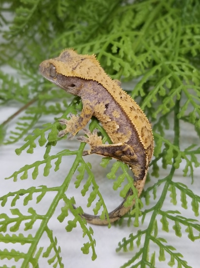 Tonks (Lavender) Crested Gecko by Victorian Geckos