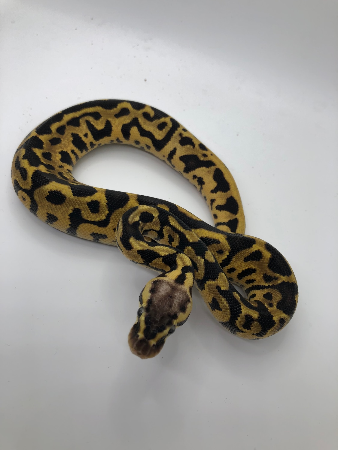 Pastel Leopard 100% Het Clown Ball Python by S&S Ball Pythons - MorphMarket