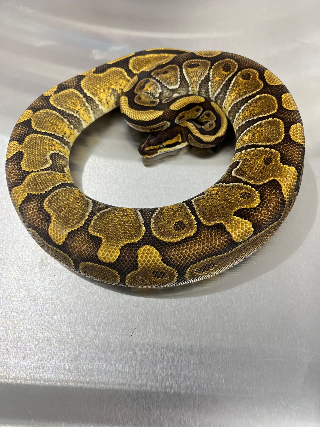 Enchi Het Lavender Albino Ball Python by S&S Ball Pythons - MorphMarket