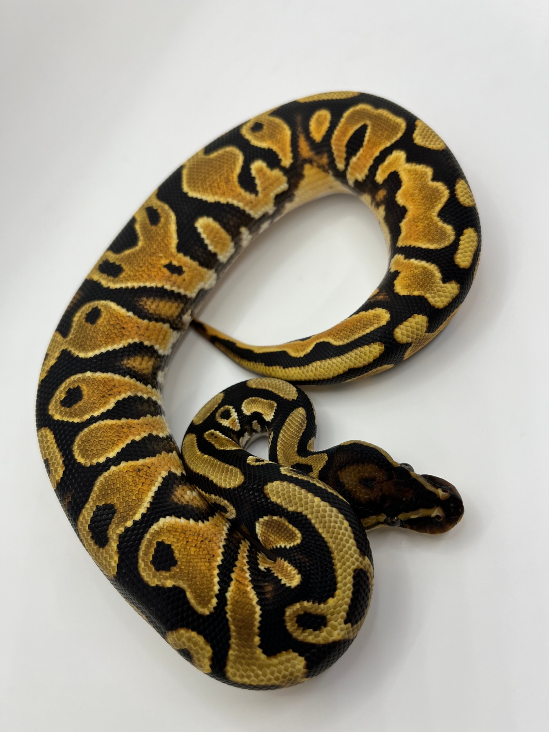 S&S Ball Pythons