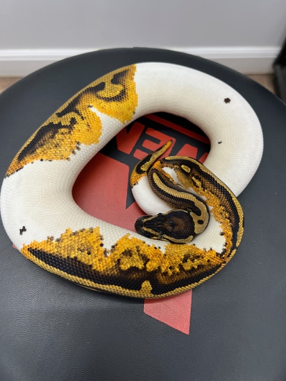 Yellow Belly Pied Probable GeneX Ball Python by S&S Ball Pythons