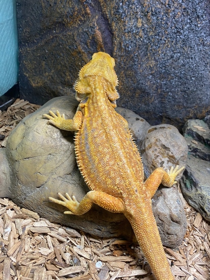 Dunner Citrus Leatherback Central Bearded Dragon by Firebeardz