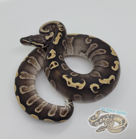 **kinked** Ghi Mojave Poss Harlequin Ball Python by Sea Breeze Reptiles