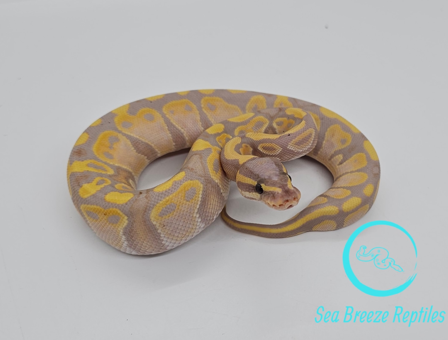 Orange Dream Banana Het Pied Ball Python by Sea Breeze Reptiles ...