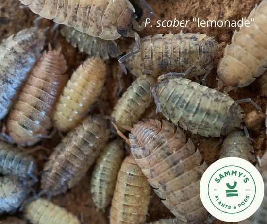 Porcellio Scaber "Lemonade" 10ct Isopod by Sammy's Plants & Pods