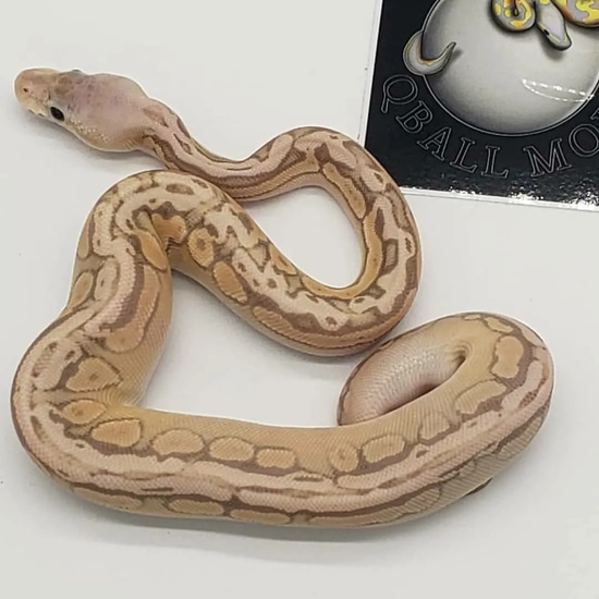 Banana Pastel Cinnamon Lesser Puzzle Ball Python by Qball Morphs