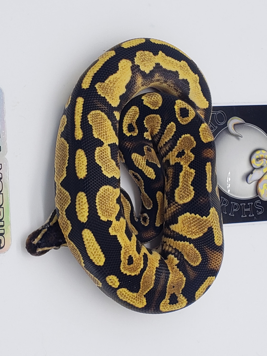 YB GeneX Het Pied PH Hypo Ball Python by Qball Morphs - MorphMarket