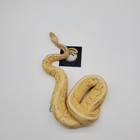 BANANA PEWTER LESSER 66% Het Puzzle Ball Python by Qball Morphs