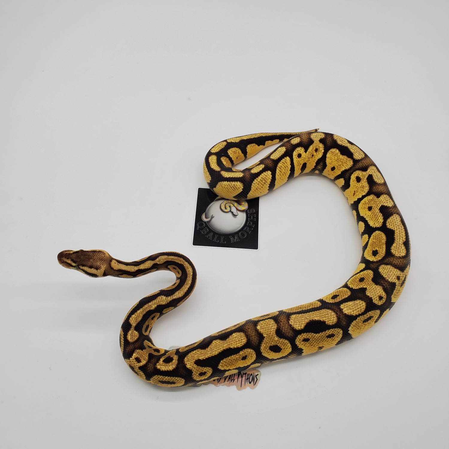 Pastel Spotnose Ball Python by Qball Morphs - MorphMarket