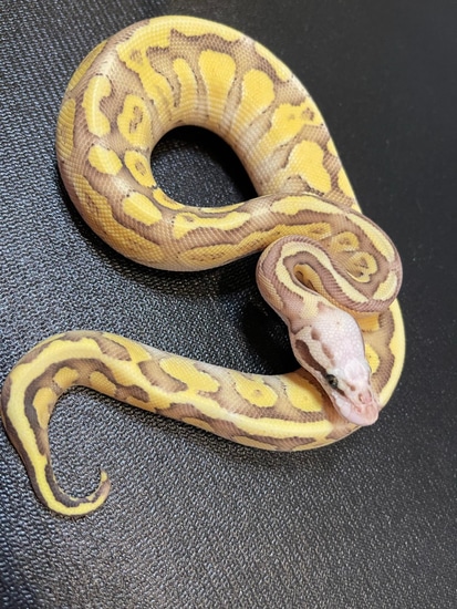 Citrus Pastel Platinum Lesser Vanilla Hetari Ball Python by Qball Morphs