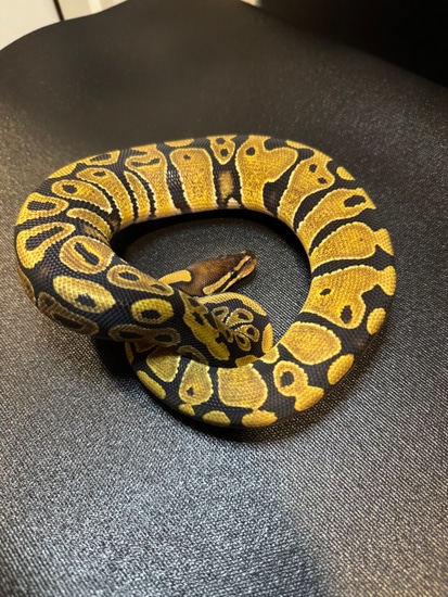 Het Puzzle Ball Python by Qball Morphs