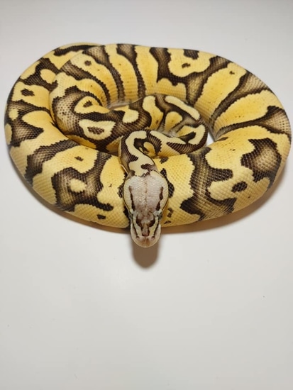 Chocolate Firefly D/h Clown Hypo Ball Python by T & S Royals