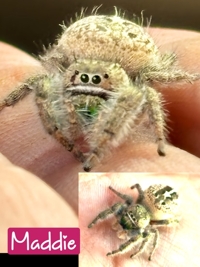 Rare 3/4” Adult Female P. Texanus Gravid “Maddie” Jumping Spider by Ava ...