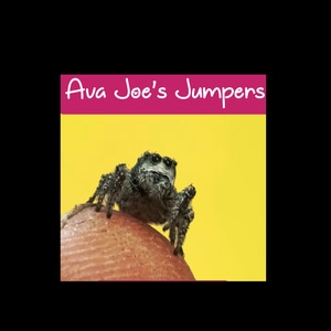Ava Joe Jumpers - MorphMarket