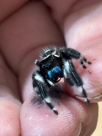 Phiddipus Audax Adult Male “Blue” Jumping Spider by Ava Joe Jumpers