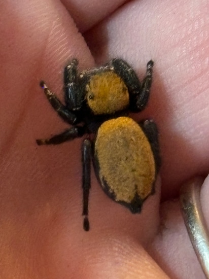 Phidippus Apachenaeus Mature Female “Shelly” Expected Gravid Jumping ...