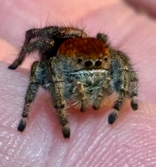 Phidippus Cardinalis Jumping Spider by Ava Joe Jumpers