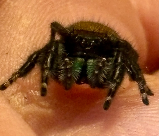 Phidippus Apacheneus Mature Female Expected Gravid Jumping Spider by ...