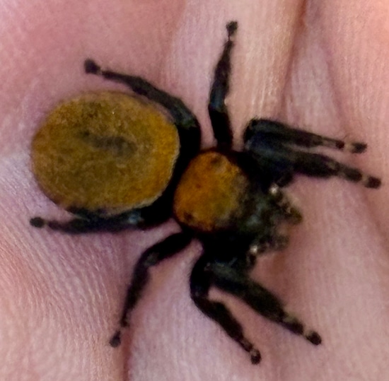 Phidippus Apacheneus Adult Female Expected Gravid Chloe Jumping Spider ...