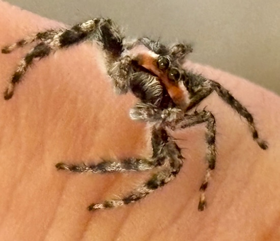 Platycryptus Undatus (Tan Jumper) “Muppet” Jumping Spider by Ava Joe ...