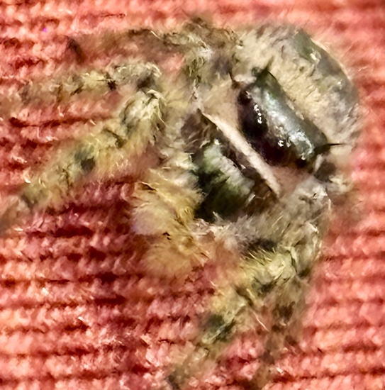Phidippus Otiosus Female “Cici” Jumping Spider by Ava Joe Jumpers