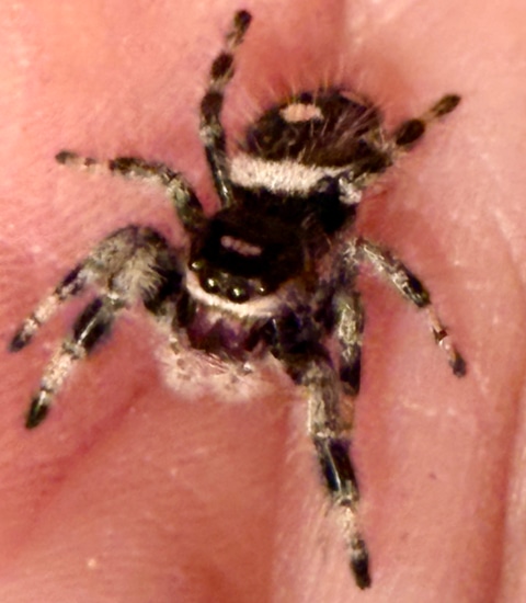 Phidippus Regius Juvenile Female “Bee” Jumping Spider by Ava Joe Jumpers
