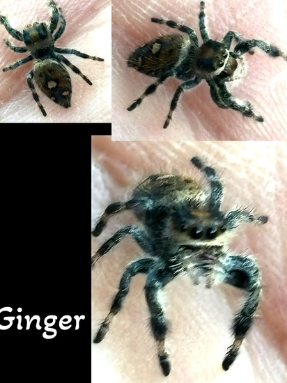 Phidippus Regius Juvenile Female “Ginger” Jumping Spider by Ava Joe Jumpers