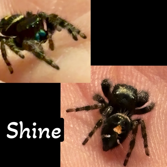 Phidippus Audax Bryantae Juvenile Female “Shine” Jumping Spider by Ava ...
