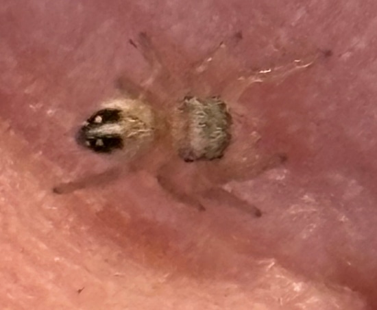 Phidippus Pius Slings Jumping Spider by Ava Joe Jumpers