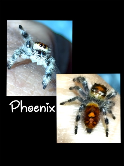Phidippus Regius Juvenile Female “Phoenix” Jumping Spider by Ava Joe ...