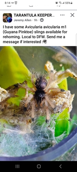 M1 Avic Avic Pinktoe Sling Tarantula by Ava Joe Jumpers