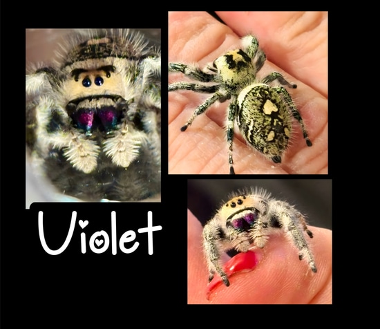 Phidippus Regius Adilt Female “Violet” Jumping Spider by Ava Joe Jumpers