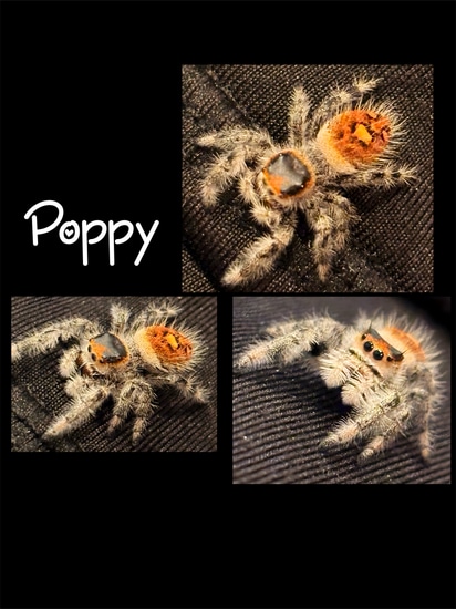 Phidippus Regius Juvenile Female “Poppy” Jumping Spider by Ava Joe Jumpers