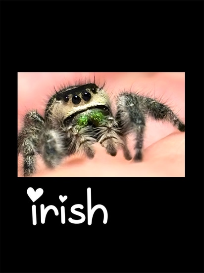 Phidippus Regius Mature Female “Irish” Jumping Spider by Ava Joe Jumpers