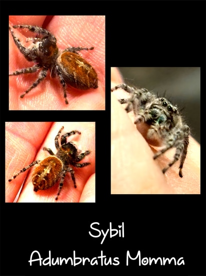 Phidippus Adumbratus Baby I2-i3 Jumping Spider by Ava Joe Jumpers